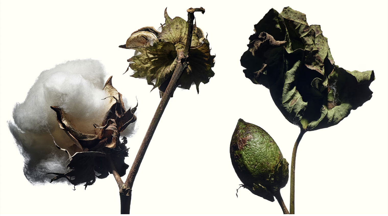 Good Earth Cotton - 南豐作坊