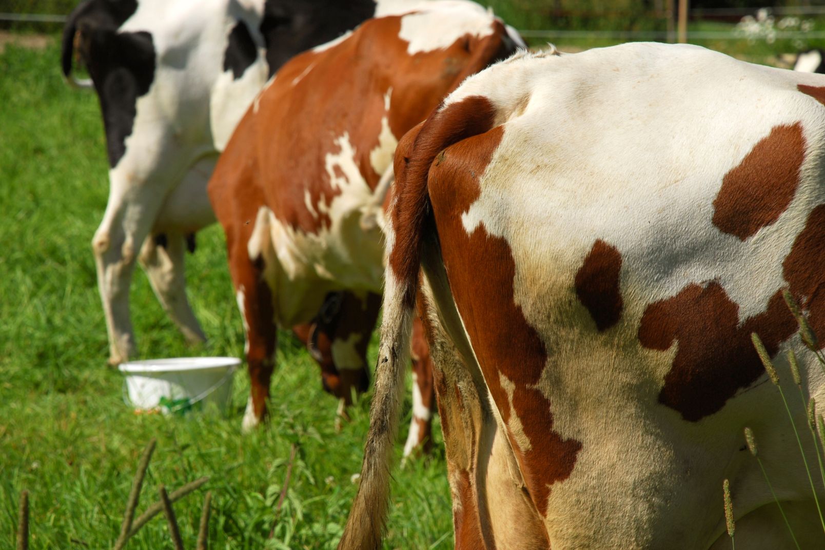 From Burps to Breakthroughs: Methane Reduction Solutions in Today's ...